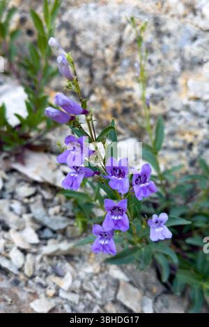 Broadleaf Beardtongue, Penstemon pachyphyllus, blooming in Timpanogos ...
