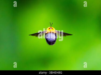 Japanese carpenter bee, xylocopa appendiculata, clings to a small twig ...