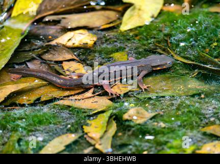 Sword-tailed newt (Cynops ensicauda, ventral view) from Amami Oshima ...