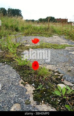 Former RAF Breighton airfield, now Breighton Airfield and home to the ...