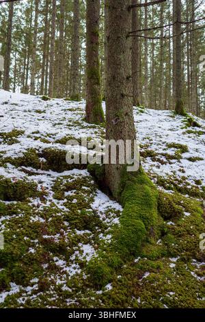 A vertical shot of a forest with green moss growing on the trunk and ...