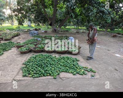 mango farmers are packing mangos in the wooden boxes to sell in the ...