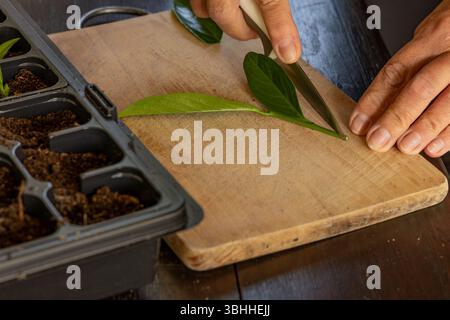 Plastic containers for molde seedlings plants, transplanting plants ...