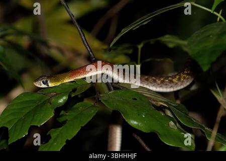 red-necked keelback snake (rhabdophis siamensis Stock Photo - Alamy