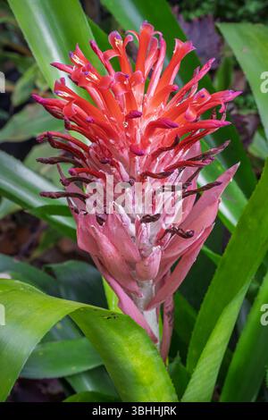 Close-up of an exotic red torch ginger Stock Photo - Alamy