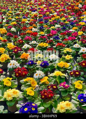 Vibrant Primula Primrose Flowers on garden turf soil Stock Photo - Alamy