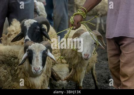 Crowds at the goat and sheep market at Jonggol Animal Market, Bogor ...