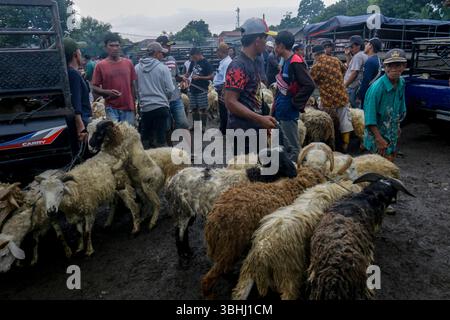 Crowds at the goat and sheep market at Jonggol Animal Market, Bogor ...