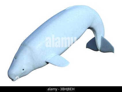 3D rendering of a female beluga white whale isolated on white ...