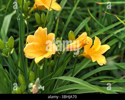A selective focus of a Daylily in a park Stock Photo - Alamy