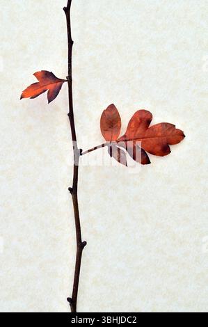 Two red Hawthorn (Crataegus monogyna) berries Cambridgeshire December ...