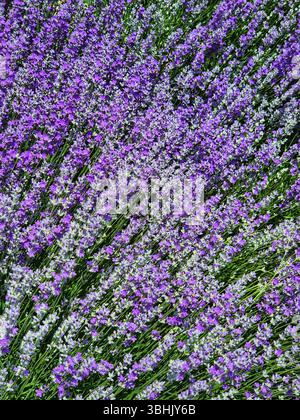 Close up Bushes of lavender purple aromatic flowers at lavender field ...