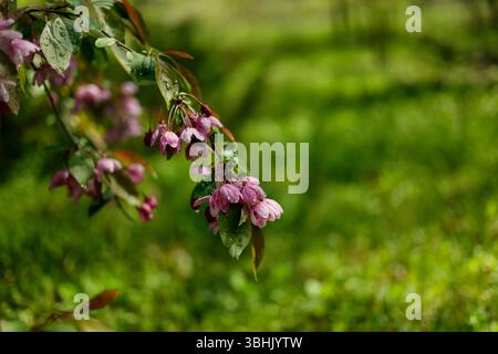 Apple Malus Rudolph tree, with dark pink blossoms in the blurred bokeh ...