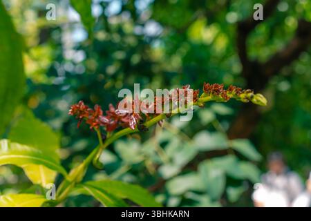 Chaconia :The National Flower of Trinidad and Tobago,also called Wild ...