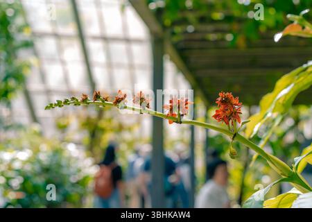 Chaconia :The National Flower of Trinidad and Tobago,also called Wild ...
