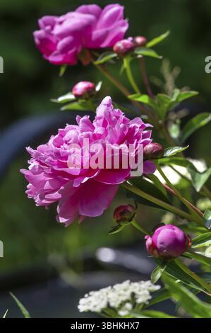 European Peony (Paeonia officinalis) flowering, growing on limestone ...