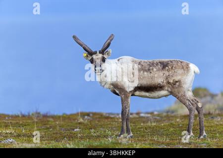 Reindeer, Ren, Rangifer tarandus, animals, mammals, deer family Stock ...