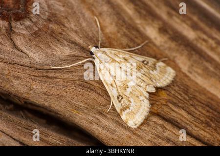 Plūdinis ugniukas Parapoynx stratiotata Family Crambidae Genus ...