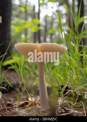 Close-up image of Grisette mushroom (Amanita vaginata) mushroom in the ...