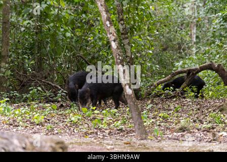 Wild Pigs at the mayan city of Calakmul, at the Peten region, Calakmul ...