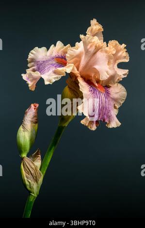 Peach and Purple Bearded Iris in a garden Stock Photo - Alamy