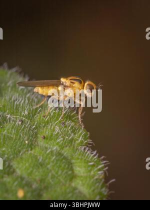 Yellow swarming fly (Thaumatomyia notata) aggregation and some Cluster ...