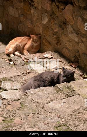 The cats of Seillans, a village of character in the Haut Var Stock ...