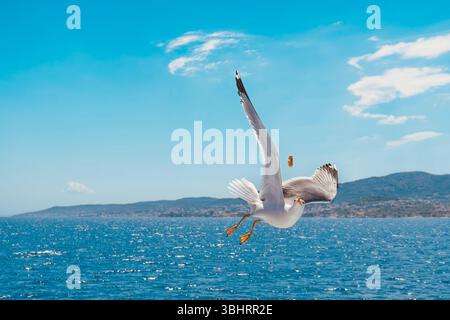 Seagull hunting for food Stock Photo - Alamy
