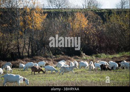 White goat grazes peacefully in lush green pasture. Brown grasses frame ...