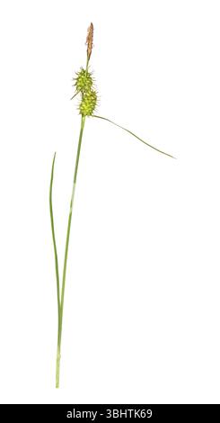 Long-stalked Yellow-sedge - Carex lepidocarpa Stock Photo - Alamy