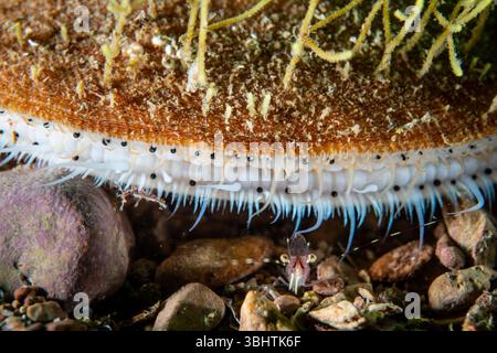 Atlantic Deep-sea scallop underwater in the St. Lawrence River in ...