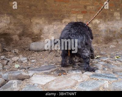 dog shit, dog pooping on the street, dog defecating in historic city ...