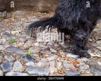 dog shit, dog pooping on the street, dog defecating in historic city ...