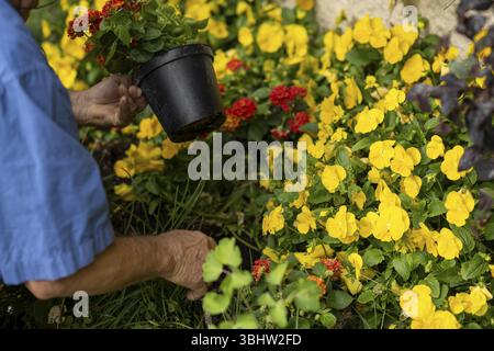 A person tends to a lush, green garden in front of a rustic stone ...