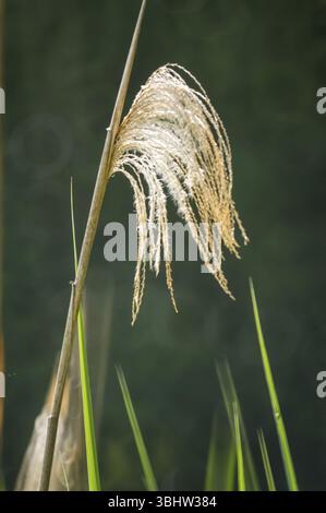 lake near borken in the german muensterland Stock Photo - Alamy