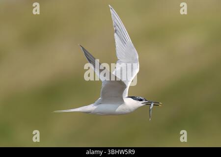 Sandwich Tern carrying food to its young at Hodbarrow RSPB Reserve in ...