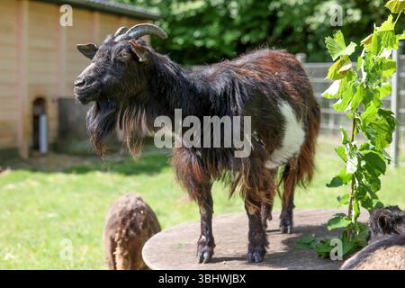 Ziege im Aussengelaende Außengelände. Christofferhaus am 11.06.2025 in ...