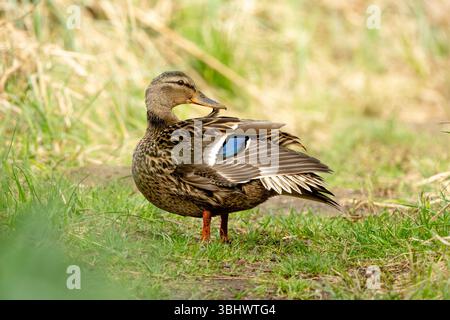 Wildlife Photograph Of A Mallard Bird Cleaning Its Feathers Stock Photo ...