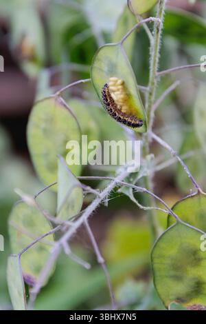 Parasitic wasp cocoons clustered on Lunaria (Honesty) seed pods with ...