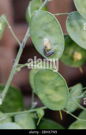 Parasitic wasp cocoons clustered on Lunaria (Honesty) seed pods with ...