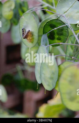 Parasitic wasp cocoons clustered on Lunaria (Honesty) seed pods with ...