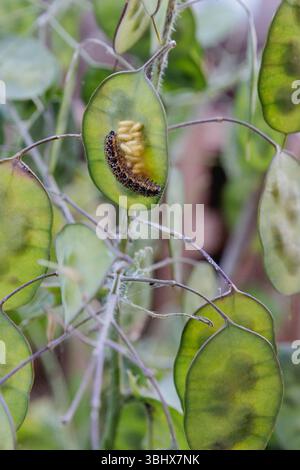 Parasitic wasp cocoons clustered on Lunaria (Honesty) seed pods with ...