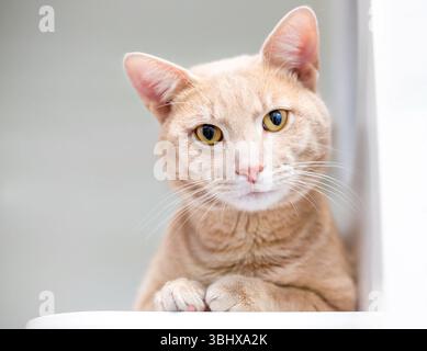 A low angle of a cute tabby cat against the bright blue sky Stock Photo ...