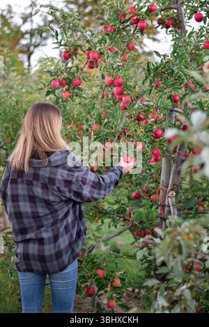 hands picking apples from a tree Stock Photo - Alamy