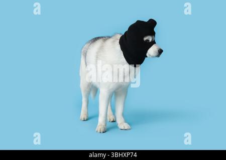 Adorable husky dog in balaclava with money bag and gun on white ...