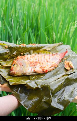 Processed tilapia fish steamed using banana leaves and cooked ...