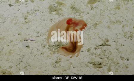 Deep Sea Sea Pigs Mariana Trench Mining Exploration 2025 Stock Photo ...