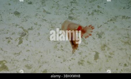 Deep Sea Sea Pigs Mariana Trench Mining Exploration 2025 Stock Photo ...
