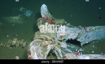 Deep Sea Megalodon Bones Deep Ocean Exploration Mariana Trench 2025 ...