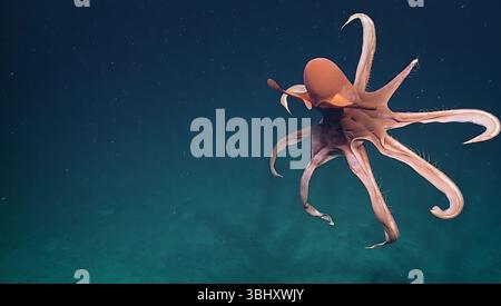 Deep Sea Dumbo octopus Deep Ocean Exploration Mariana Trench 2025 Stock ...